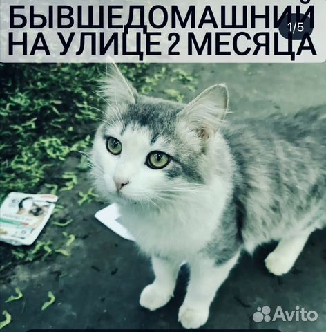 Ласковый бывшедомашний котик ищет семью