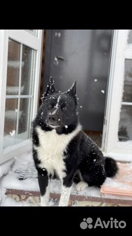 Кобель на вязку, рел, развязан