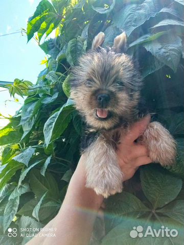 Шикарный паренёк йорка