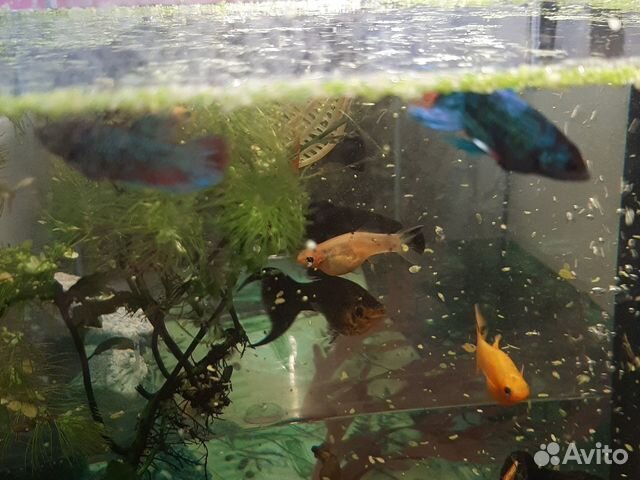 Аквариумные рыбки и растения в москве