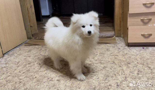 Самоед, красивый парень