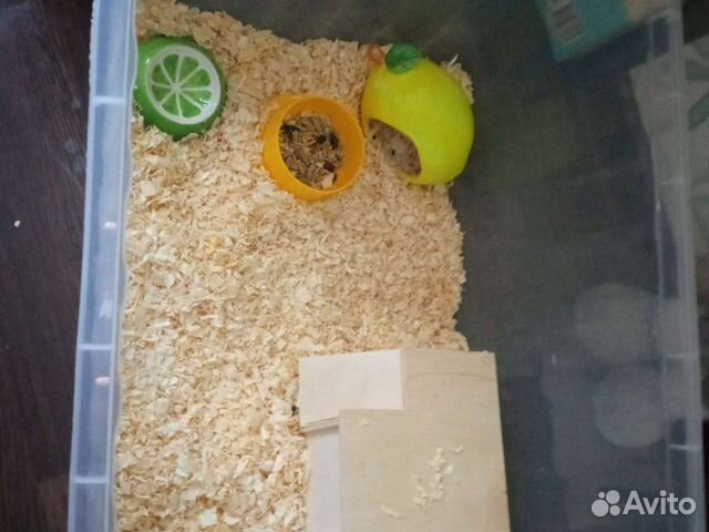 Хомяк с клеткой