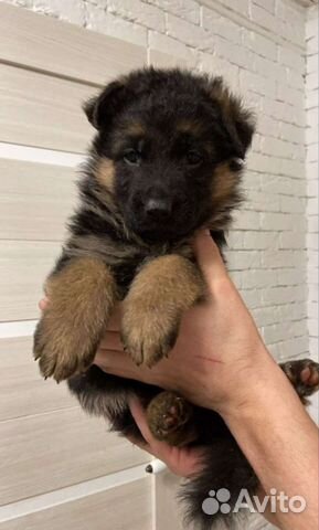 Немецкие овчарки