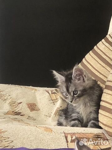 Ржачный котенок