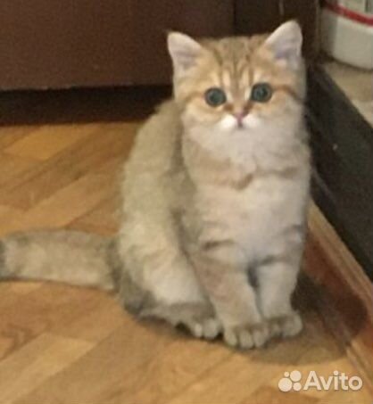 Кошка британская короткошерстая
