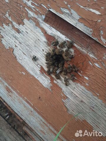 Пчелы и улья