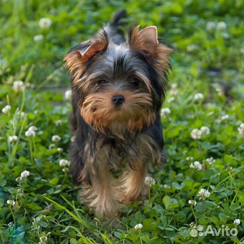 Некрупная девочка йорка (есть видео )