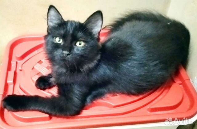 Котенок ищет доброе сердце, 3,5 месяца