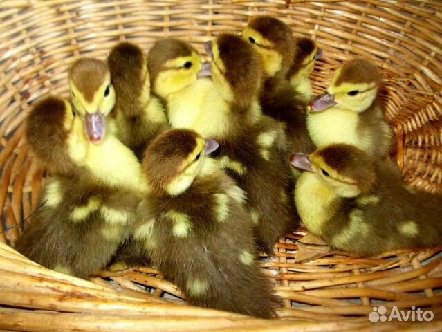 Продаются суточные утята(индоутки)