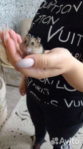 Джунгарский хомяк