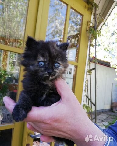 Котенок трехцветный коричневый
