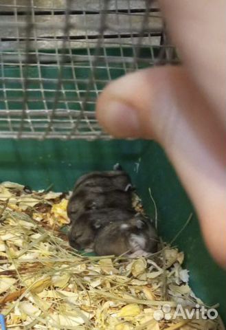 Джунгарский хомячок