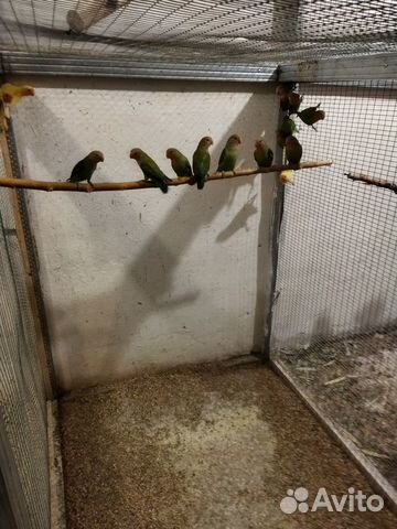 Птенцы карелл и неразлучника