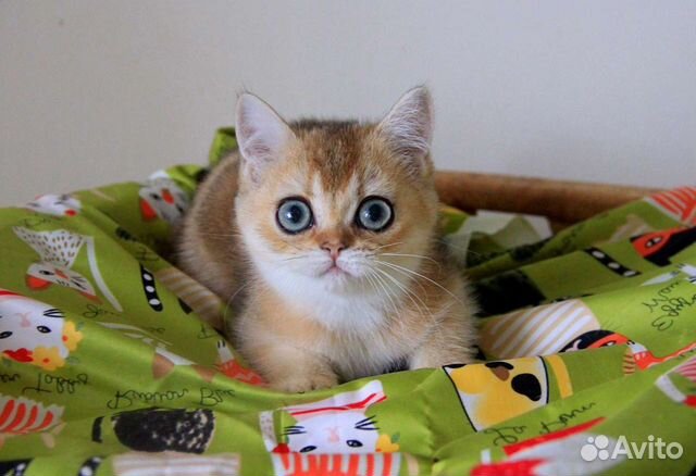 Сникерс - золотой котик
