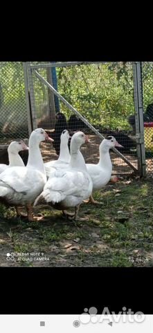 Инкубационное яйцо Французской утки