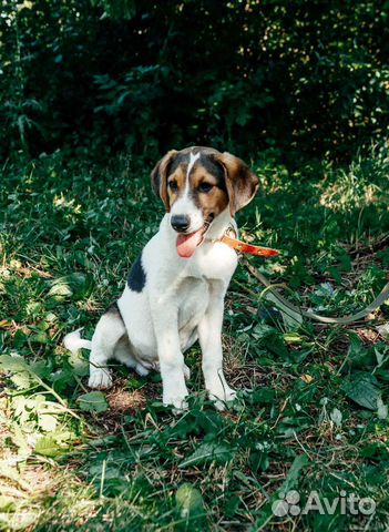 В добрые руки щенок