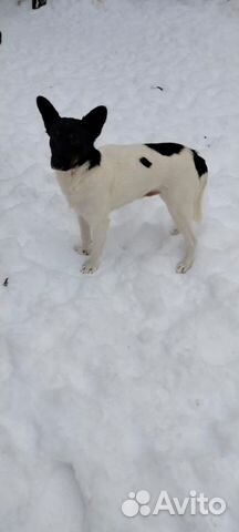 Собаки бесплатно