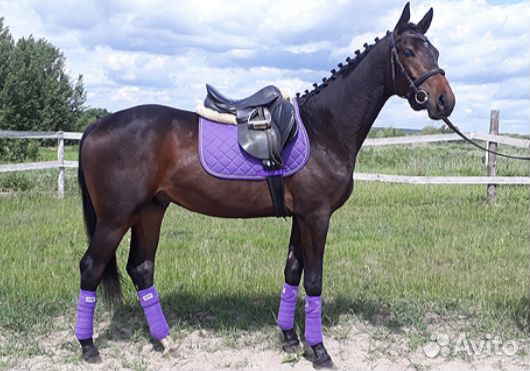 Спортивная лошадь