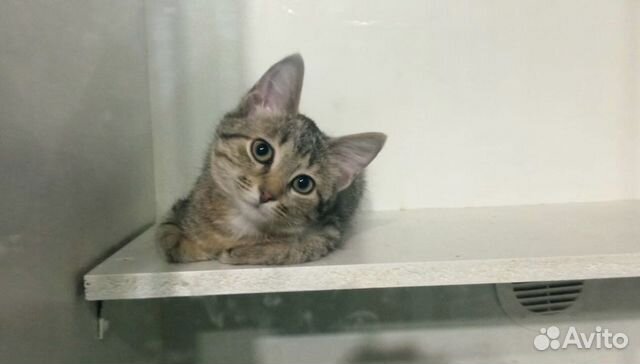 Том и Бусинка ищут семью