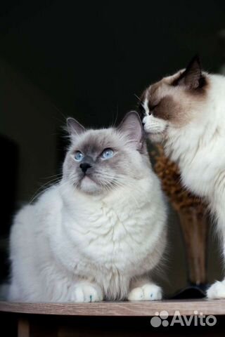 Вязка с котом Рэгдолл