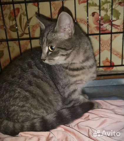 Котенок мальчик 4 месяца кастрирован