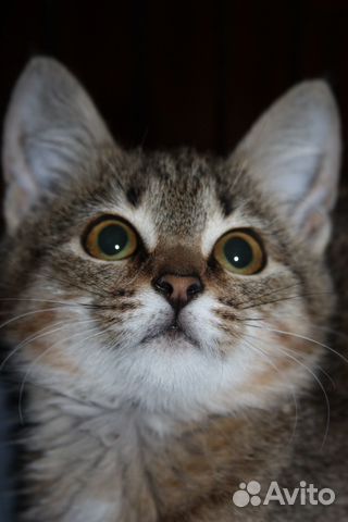 Котенок 4 мес