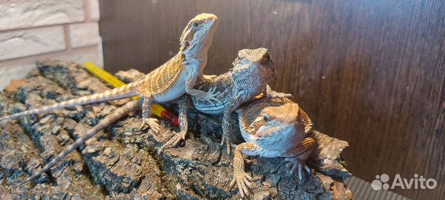 Бородатая агама