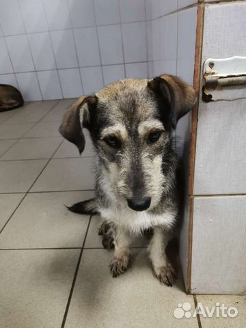 Собачка в отлове 5 дней