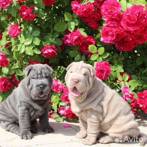 Щенки шарпей