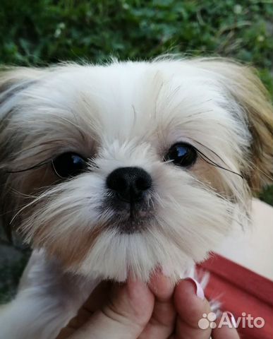 Ши-тцу мини мальчик