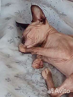 Канадский сфинкс