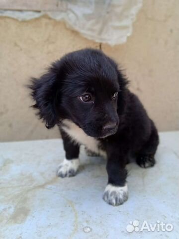 Щенок в добрые руки