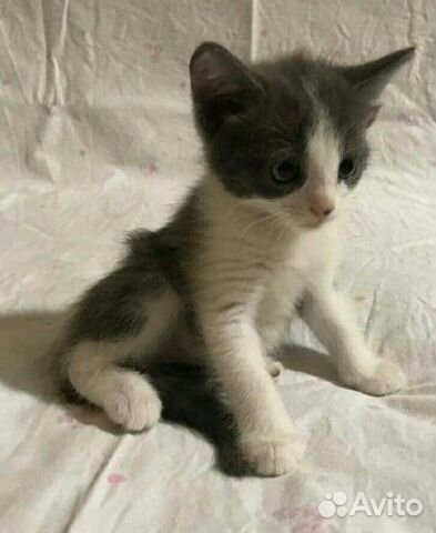 Котенок мальчик клевый