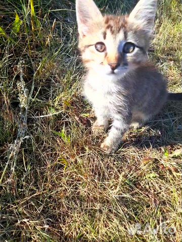 Продается котенок дикой лесной кошки