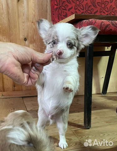 Чихуахуа мраморный мальчик