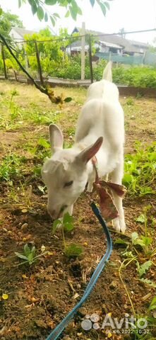 Козы и козлята продажа