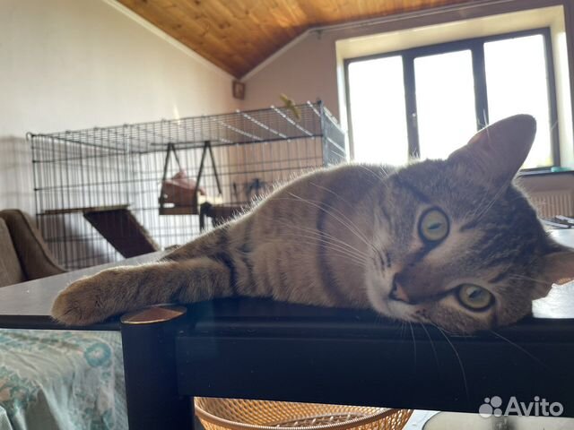 Котик Пиноккио ищет дом