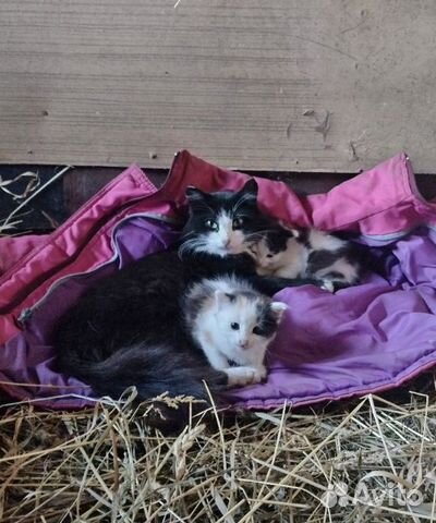 Котята, кошка в добрые руки