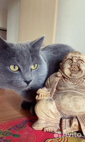 Русская голубая