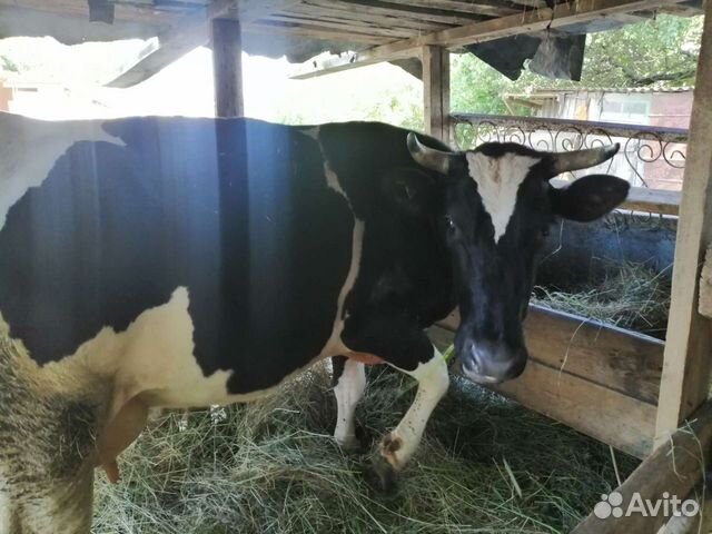 Корова дойная