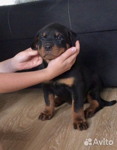 Щенки ротвейлера
