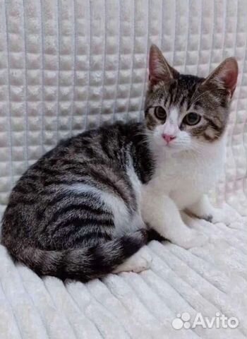 Котенок Лютик