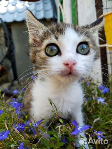 Котенок