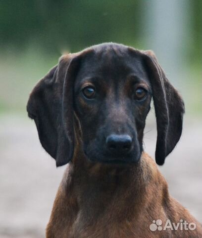 Щенки Баварской Горной гончей