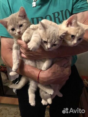 Котятки шотландские бесплатно