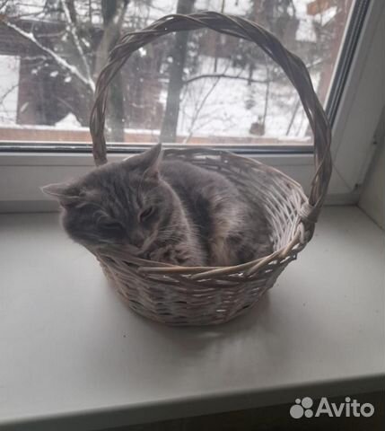 Классный котенок Тиша в добрые руки