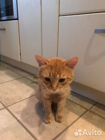 Домашние животные