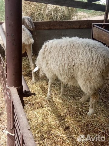 Овцы бараны ягнята