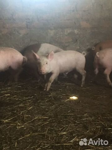 Продаю поросят