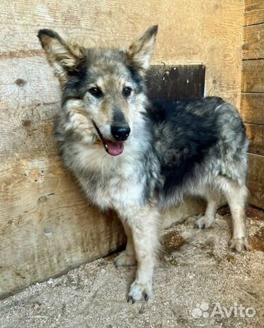 Собака никому не нужна, умирает, 10 лет взаперти